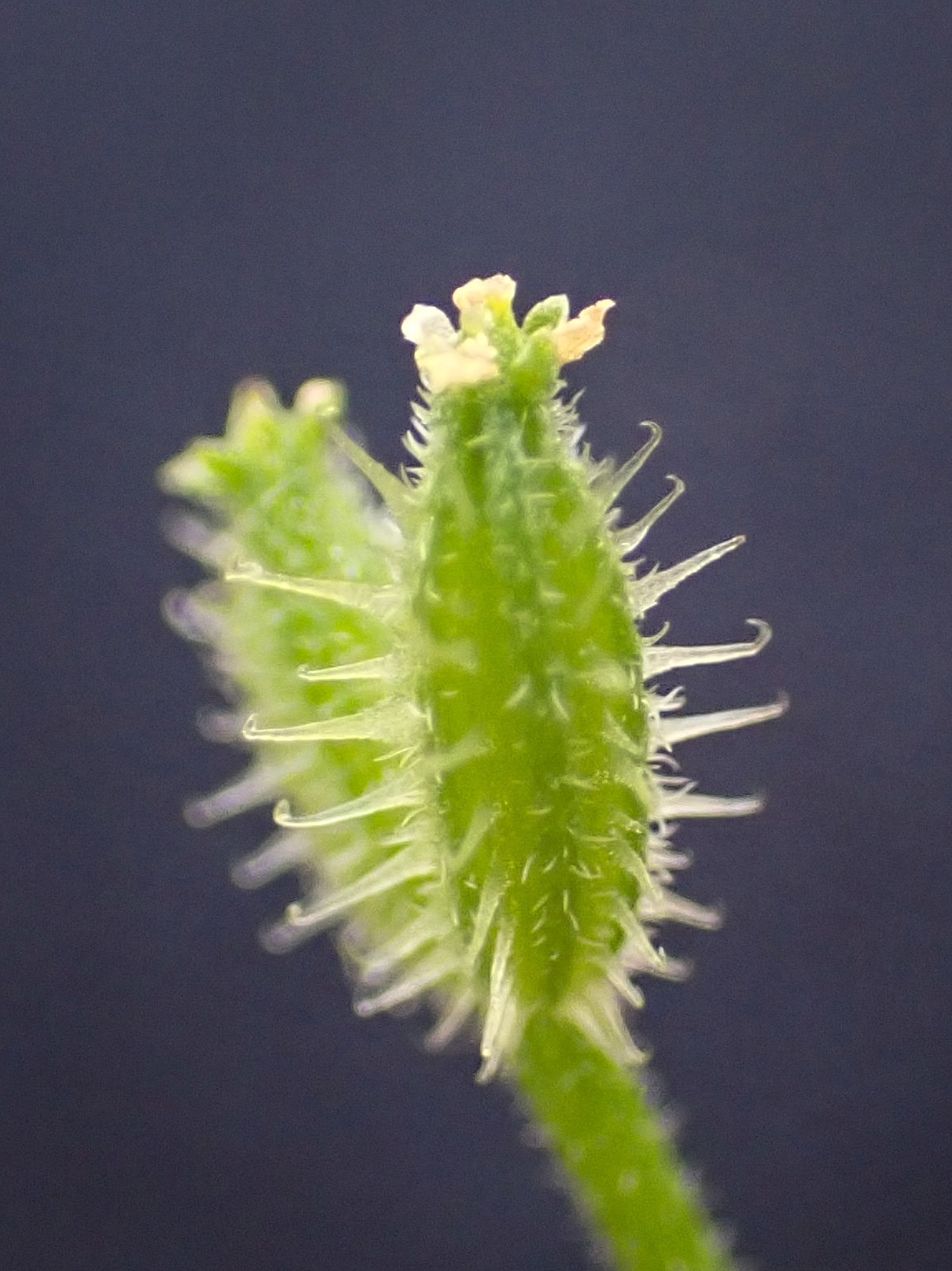 Yabea microcarpa (Hook. & Arn.) Koso-Pol.