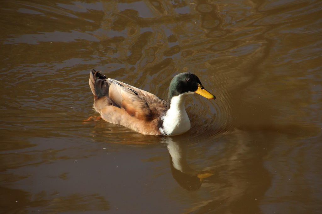 Domestic Mallard from Donnelly River WA 6258, Australia on May 5, 2012 ...