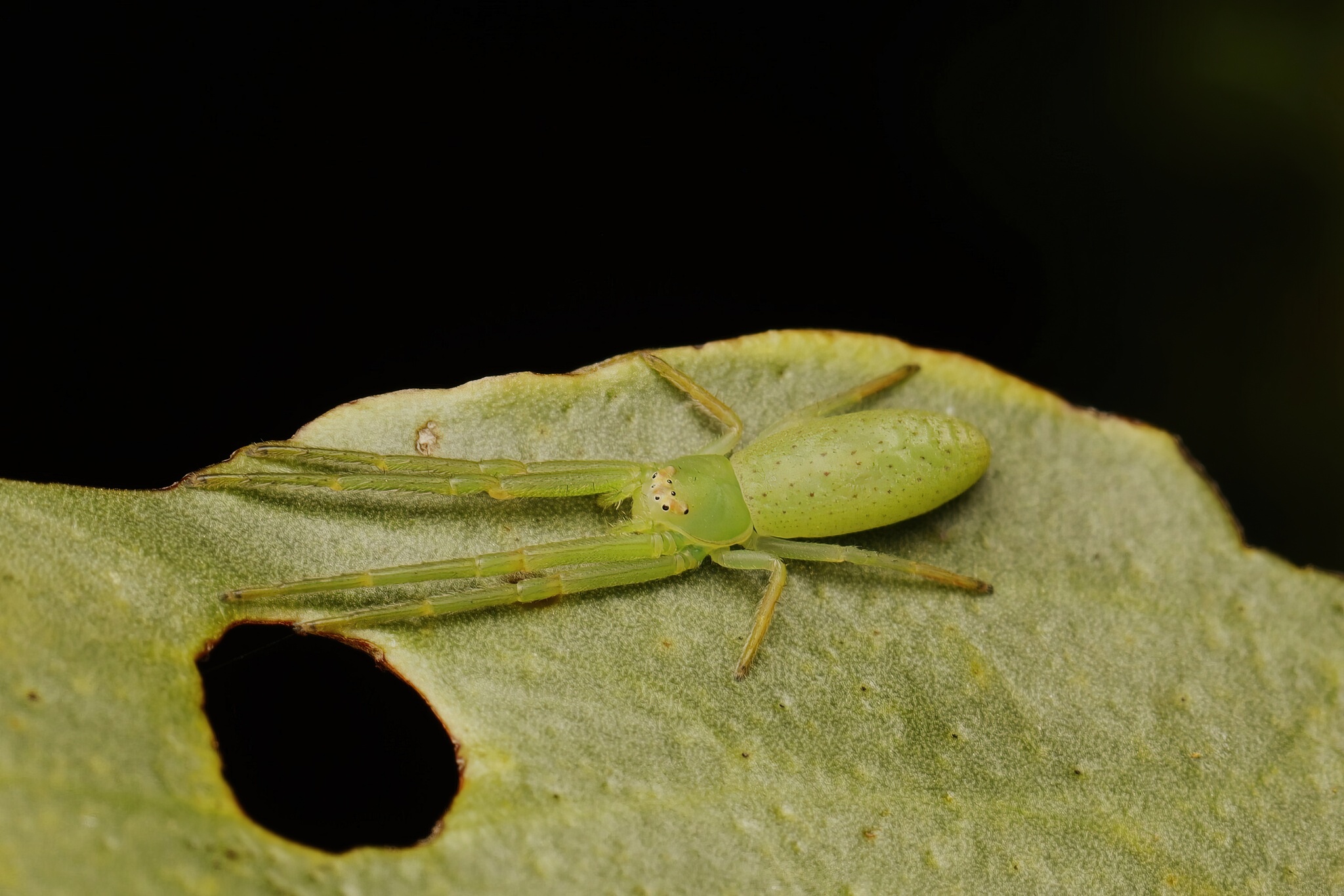 Cetratus Kulczynski, 1911