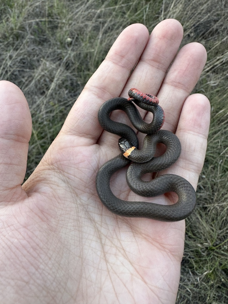 Prairie Ringneck Snake from Ogletree Gap Preserve, Copperas Cove, TX ...