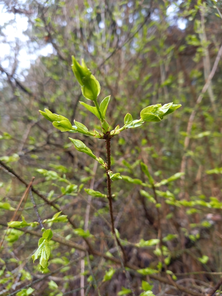 Warty-barked Spindle from 65374, Lietuva on April 19, 2023 at 10:12 AM ...