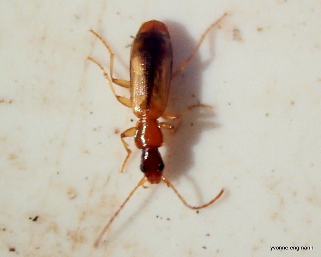 Paradromius longiceps (Dejean, 1826)