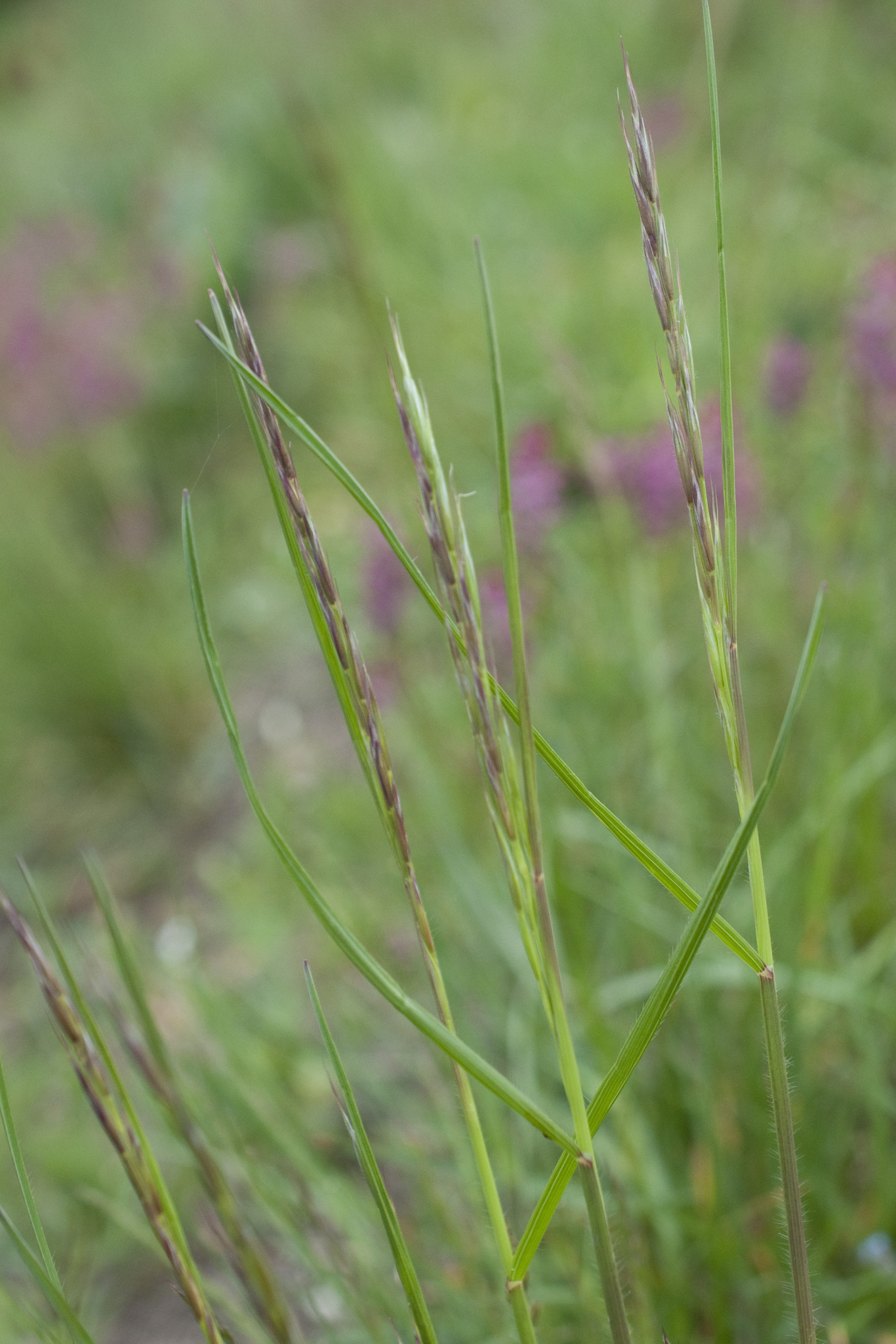 Bromus erectus Huds.