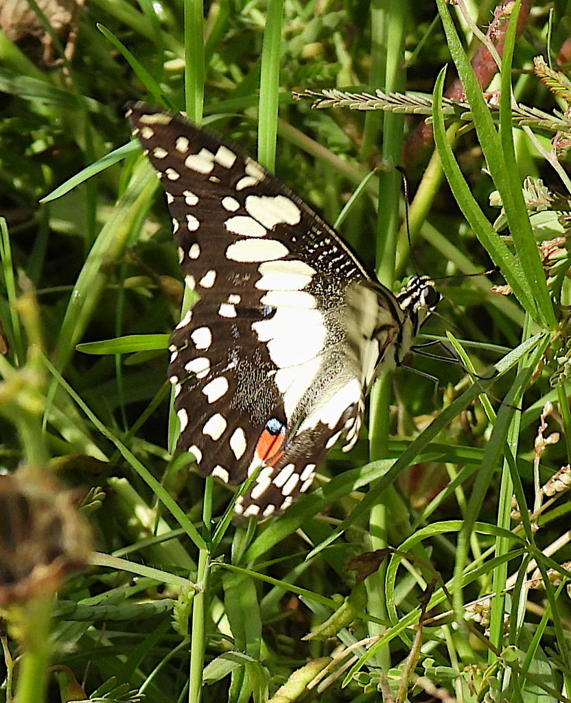 Lime Swallowtail from Lockyer Waters QLD 4311, Australia on April 19 ...