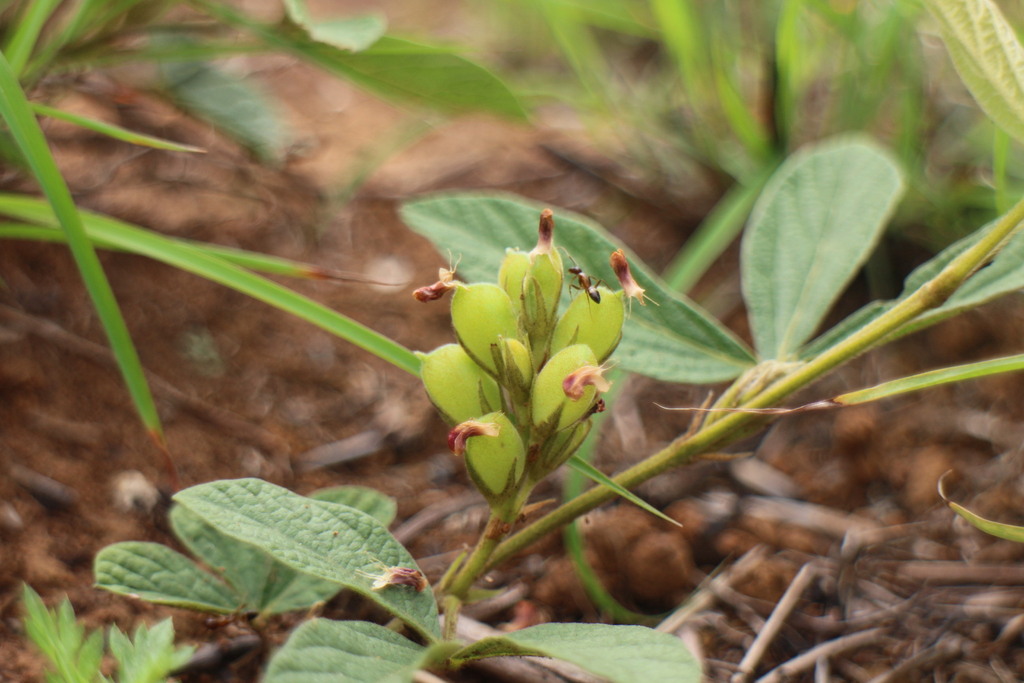 (Flemingia prostrata) - Botanical Realm