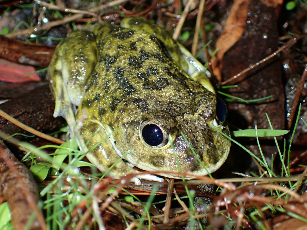 Painted Burrowing Frog from Nhill VIC 3418, Australia on April 15, 2023 ...