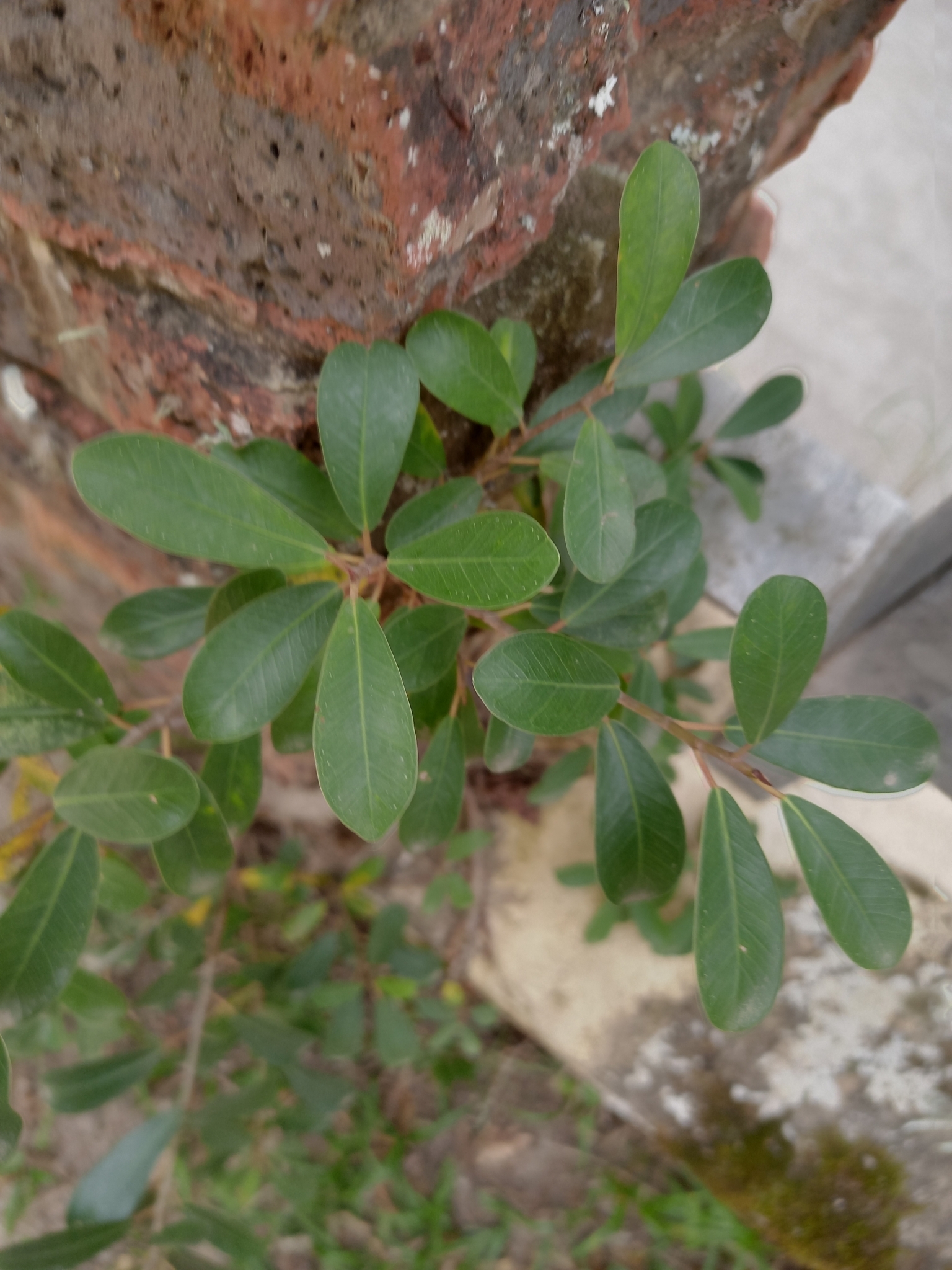 Ficus thonningii Blume