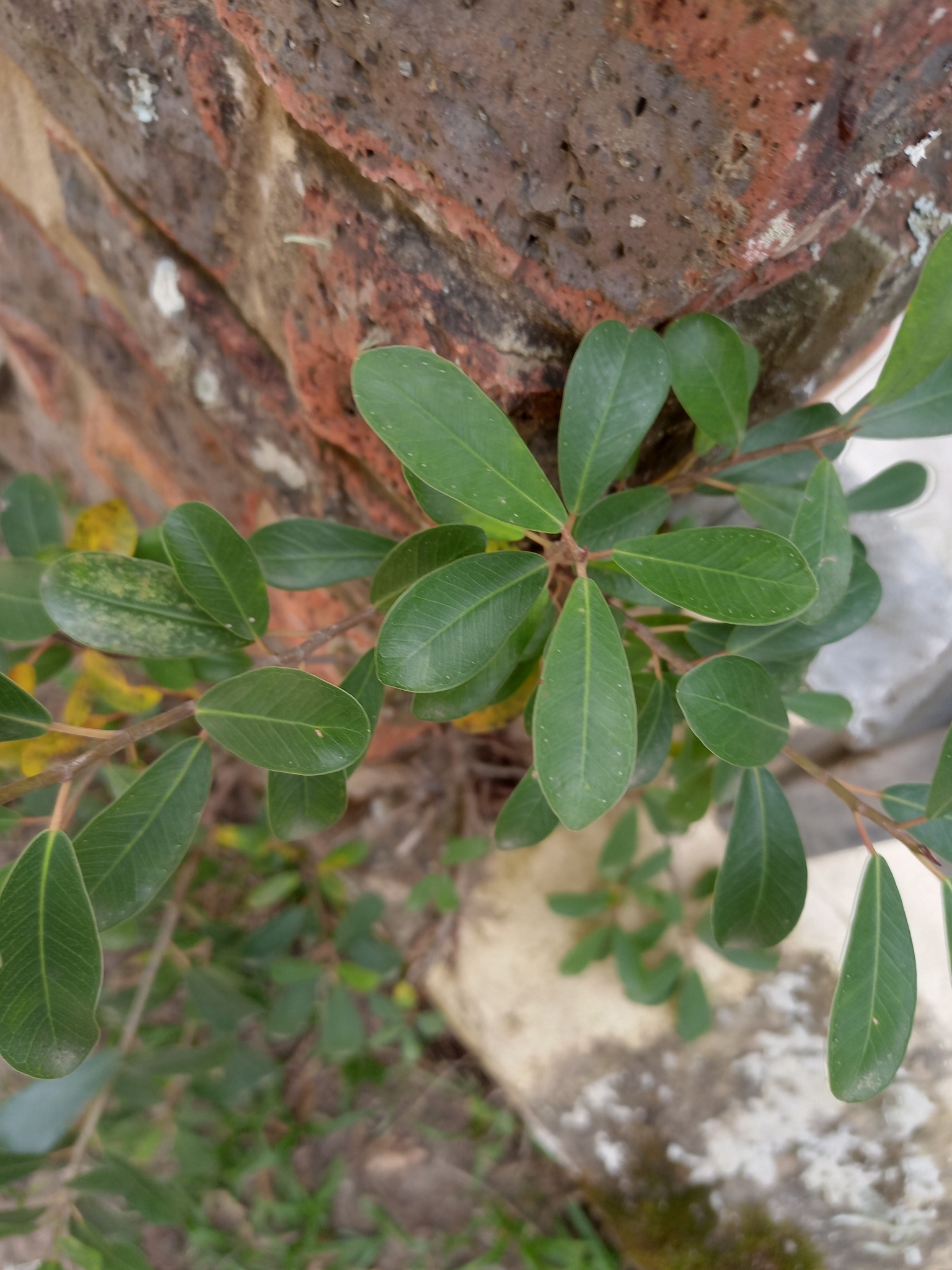 Ficus thonningii Blume