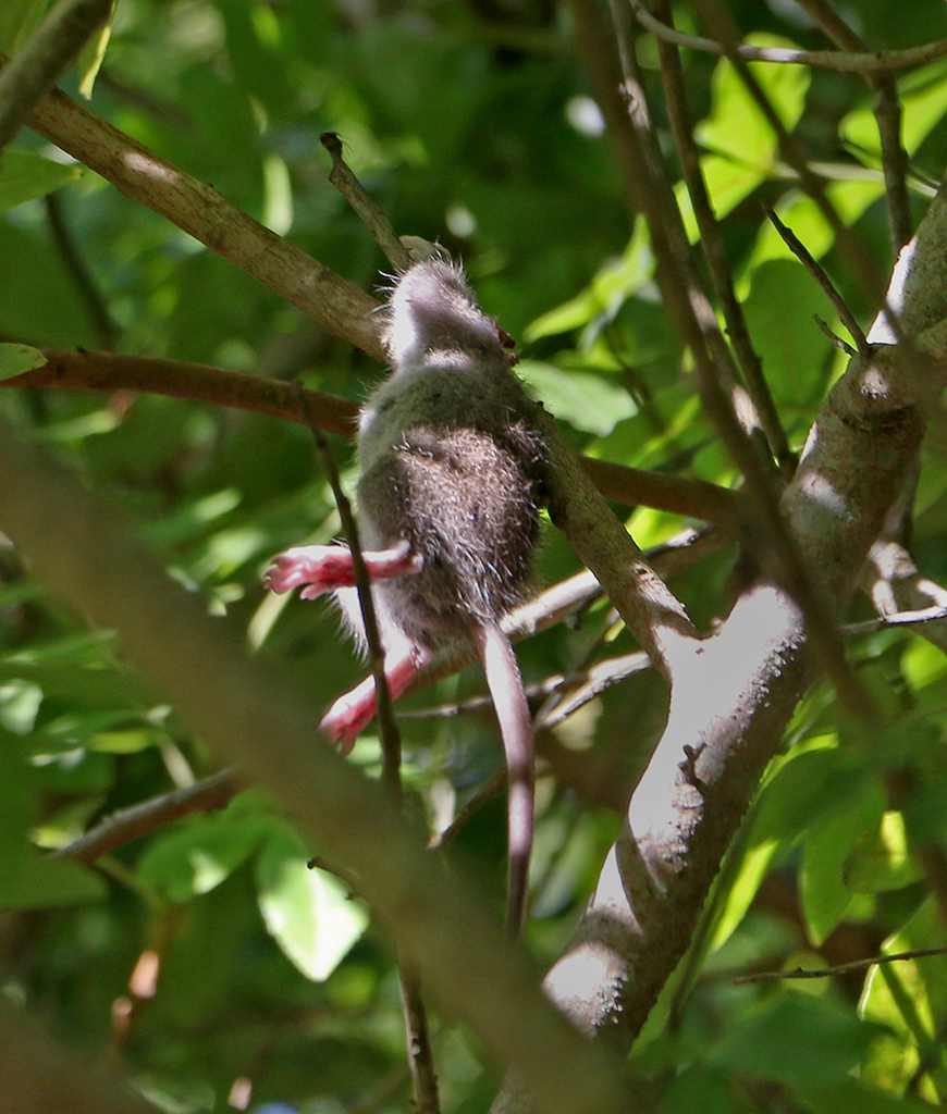 Woodland Thicket Rat from The Island, Sedgefield, 6573, South Africa on ...