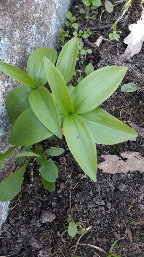 true lilies from Залатая Горка, Мінск, Беларусь on April 19, 2023 at 11 ...