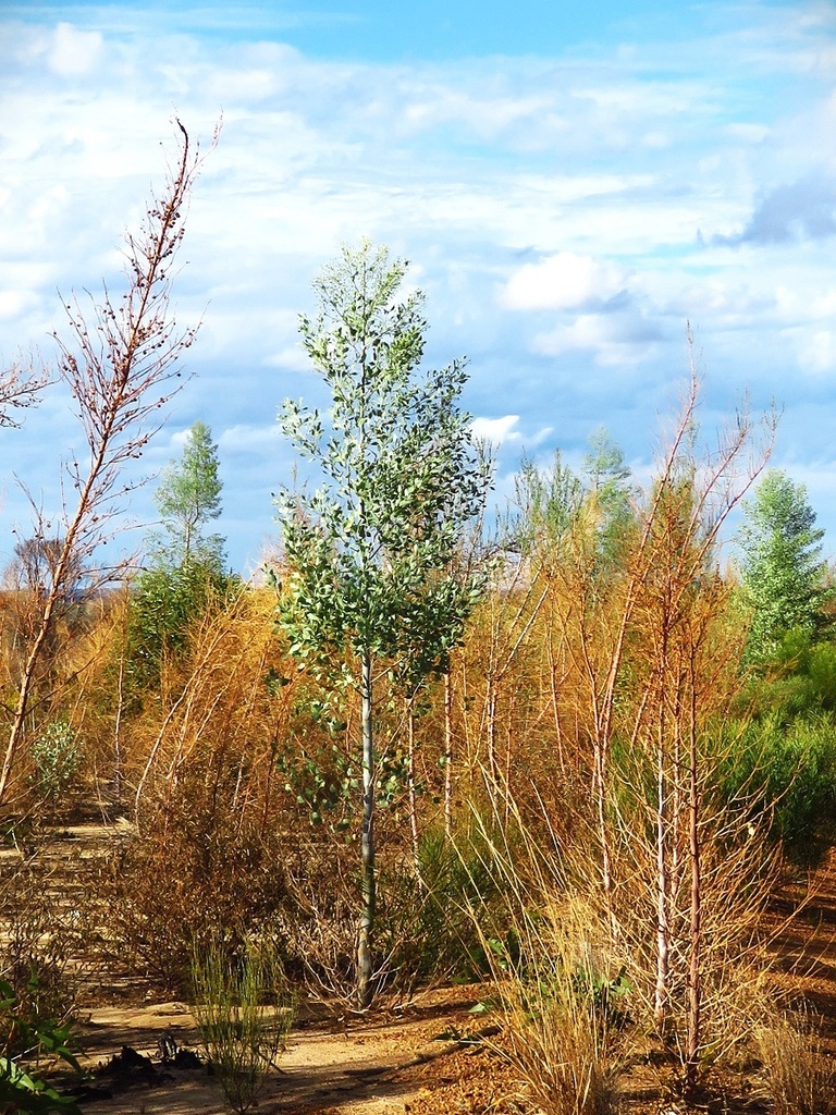 Desert poplar from Bullabulling WA 6429, Australia on March 26, 2023 at ...