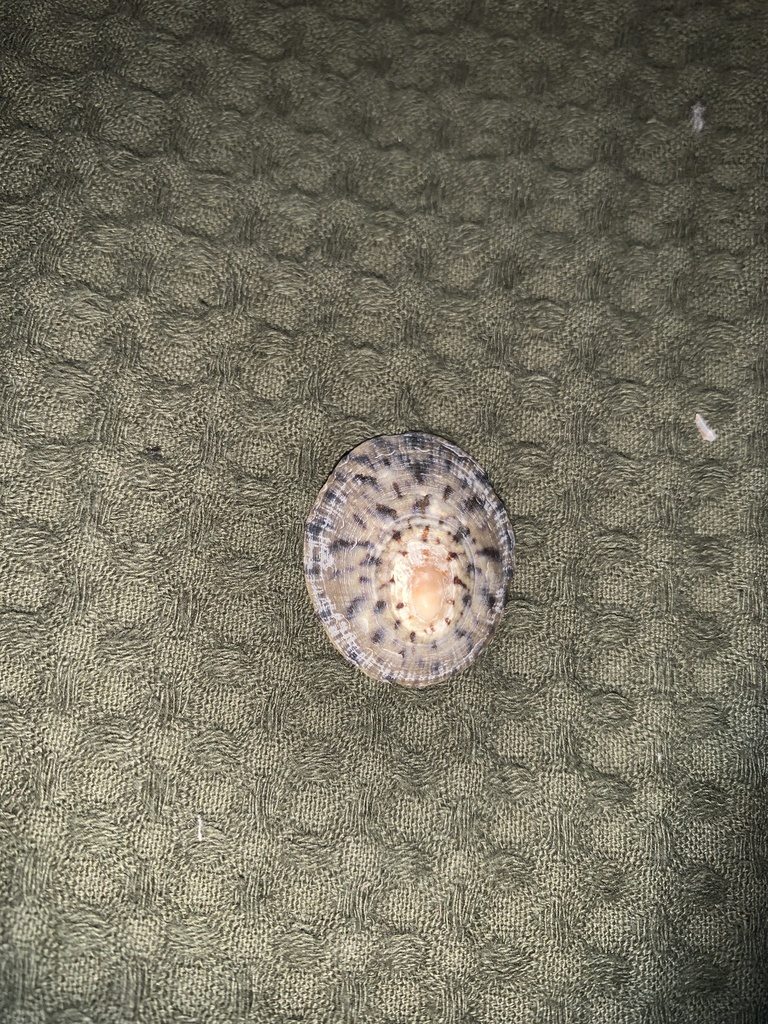 Radiate Limpet from South Pacific Ocean, Waihi Ward, Waikato, NZ on ...