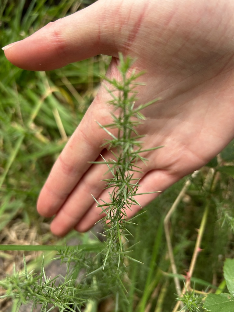 gorse from Te Waipounamu/South Island, Springfield, Canterbury, NZ on ...
