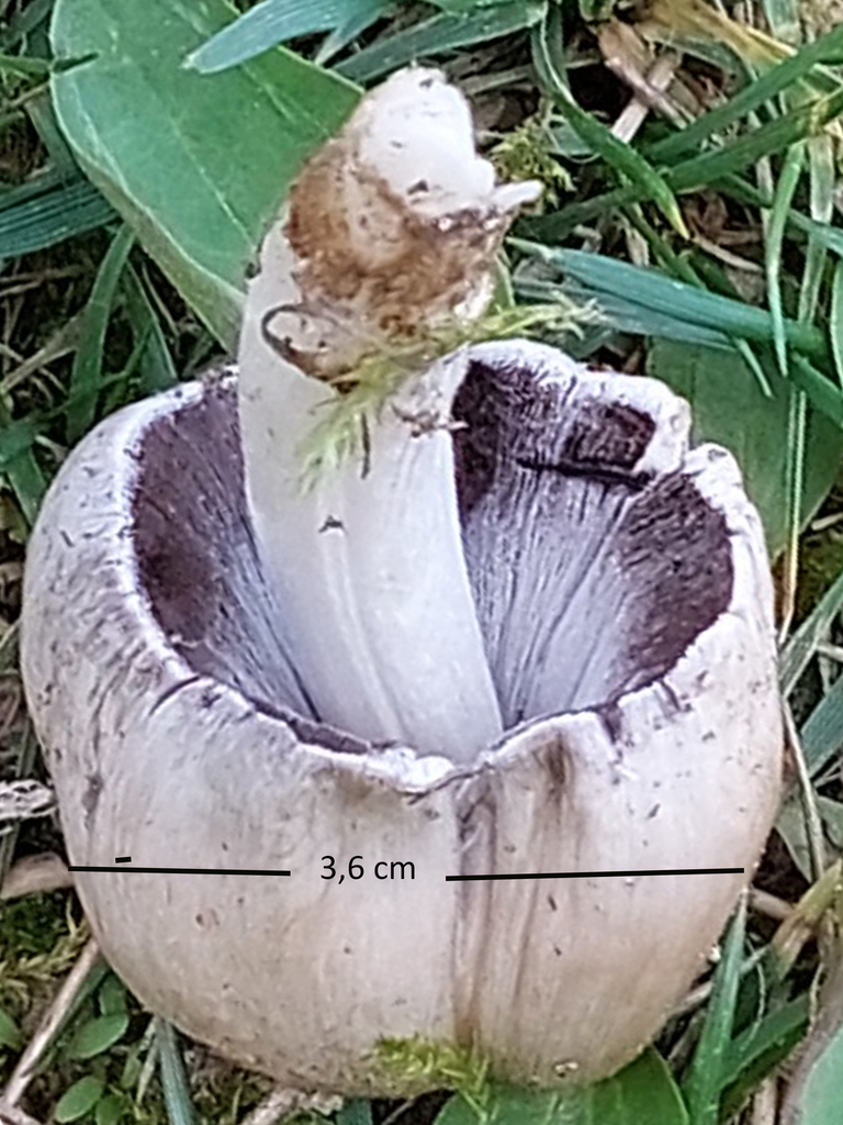 Common Ink Cap from 12051 Alba CN, Italia on April 19, 2023 at 11:16 AM ...
