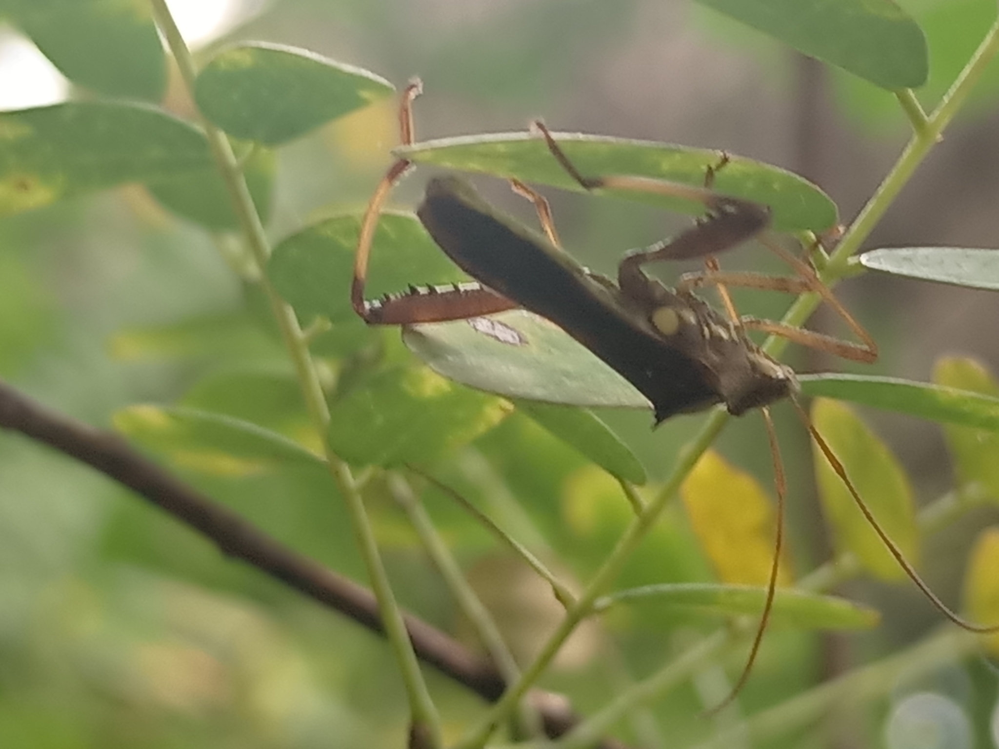 Riptortus pedestris (Fabricius, 1775)