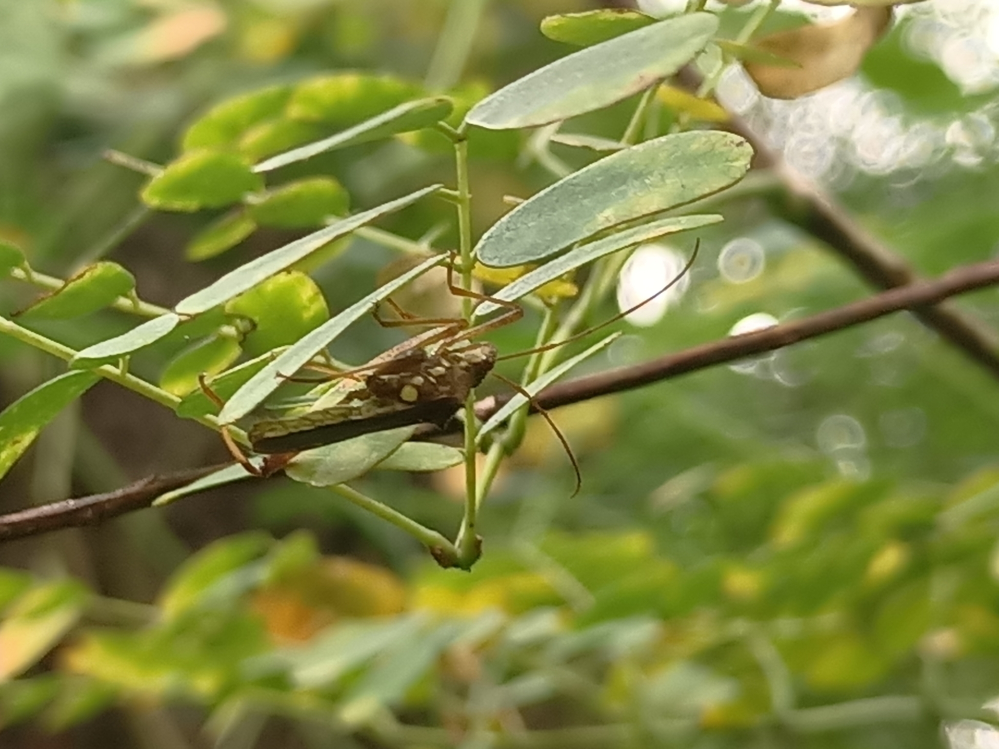 Riptortus pedestris (Fabricius, 1775)