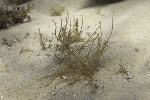 Hypnea filiformis · iNaturalist