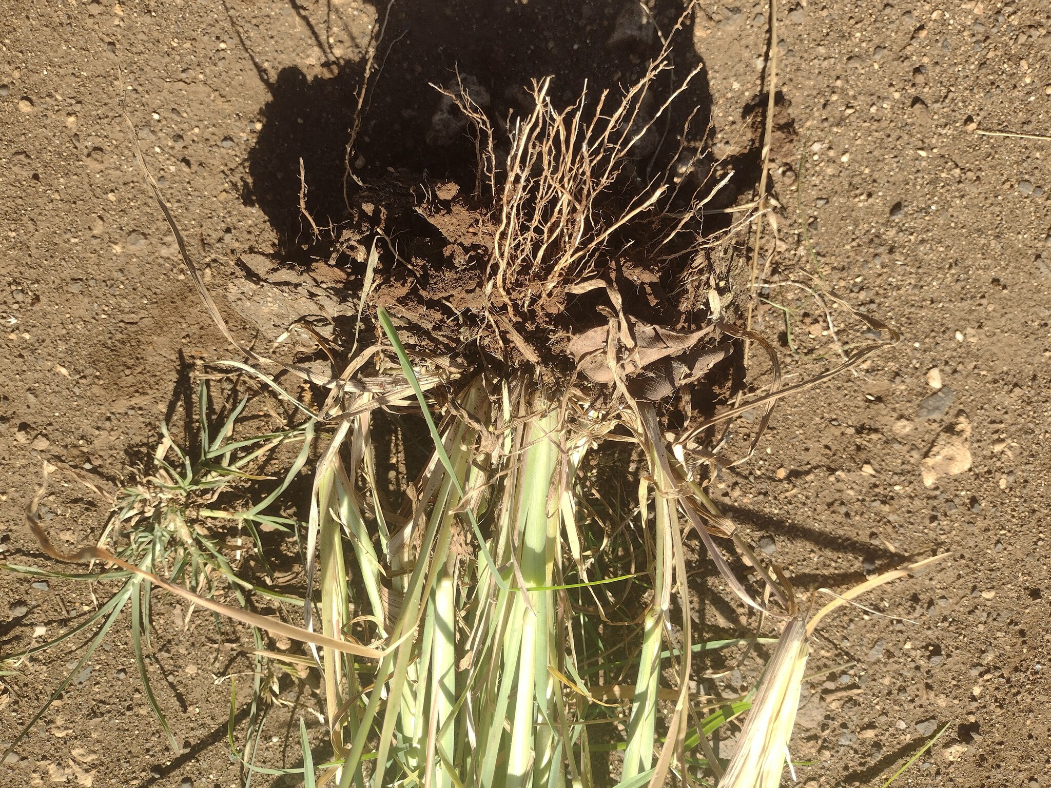 Chloris radiata (L.) Sw.