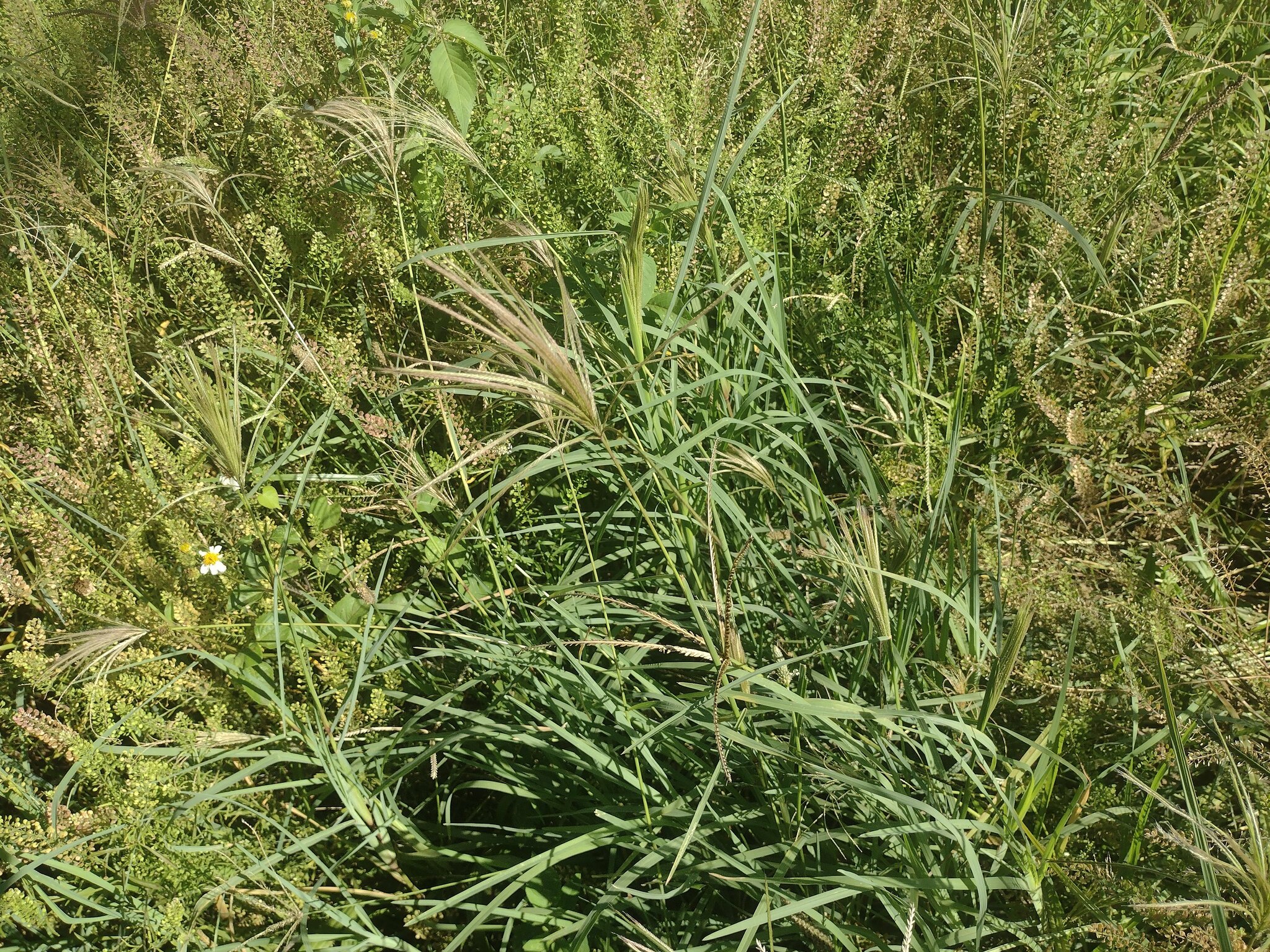 Chloris radiata (L.) Sw.