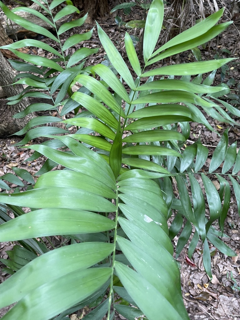 Reed Palm from Tara Downs, Lennox Head, NSW, AU on April 17, 2023 at 12 ...