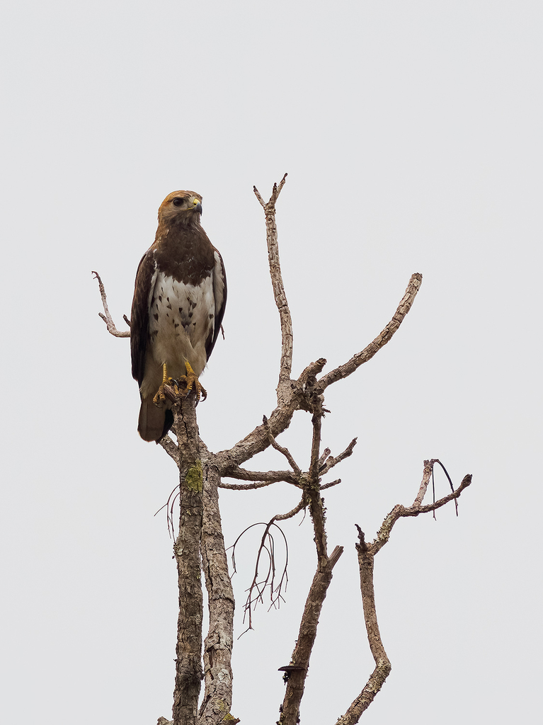 Red-necked Buzzard from Rafaï, Centralafrikanska republiken on March 8 ...