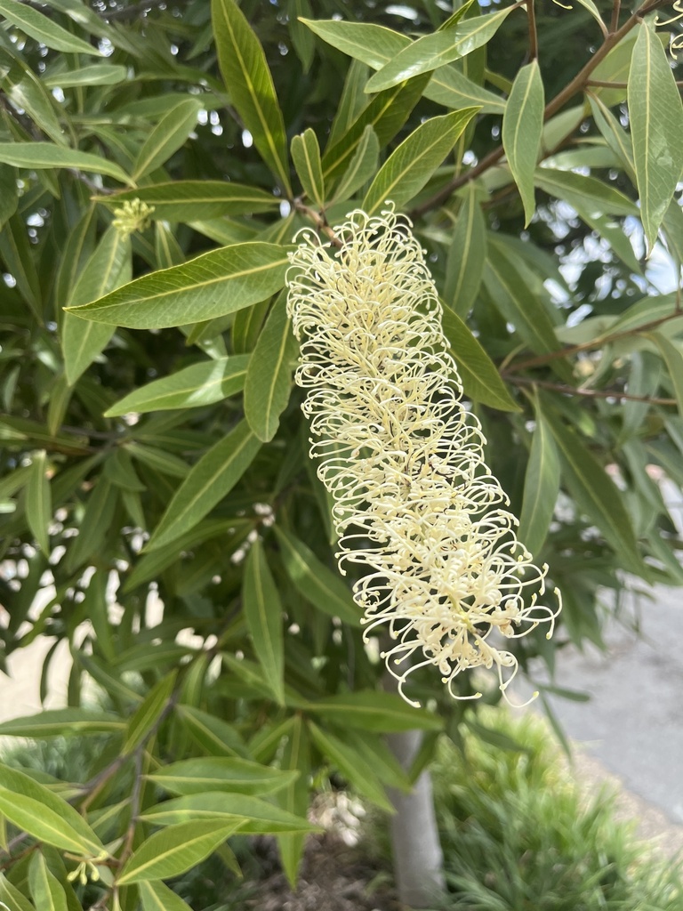 ivory curl tree from Wagonwheel Rd, Boyland, QLD, AU on February 15 ...