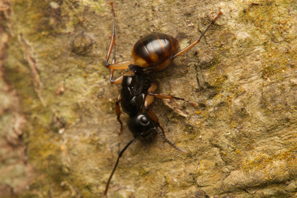 Polyrhachis flavibasis from Bunya Mountains QLD 4405, Australia on ...