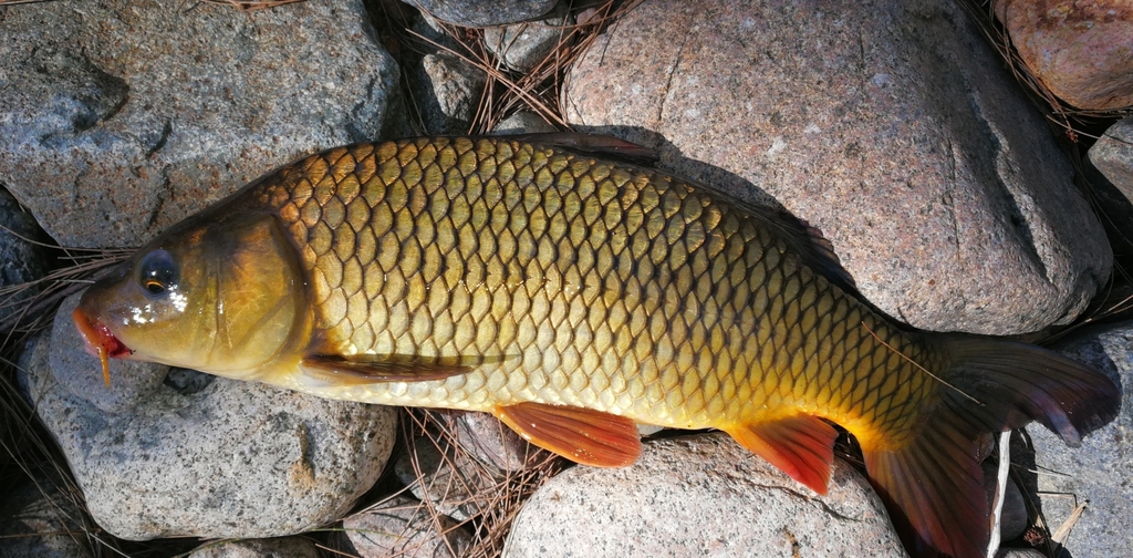 European Carp from Goodmans Ford NSW 2575, Australia on April 17, 2023 ...