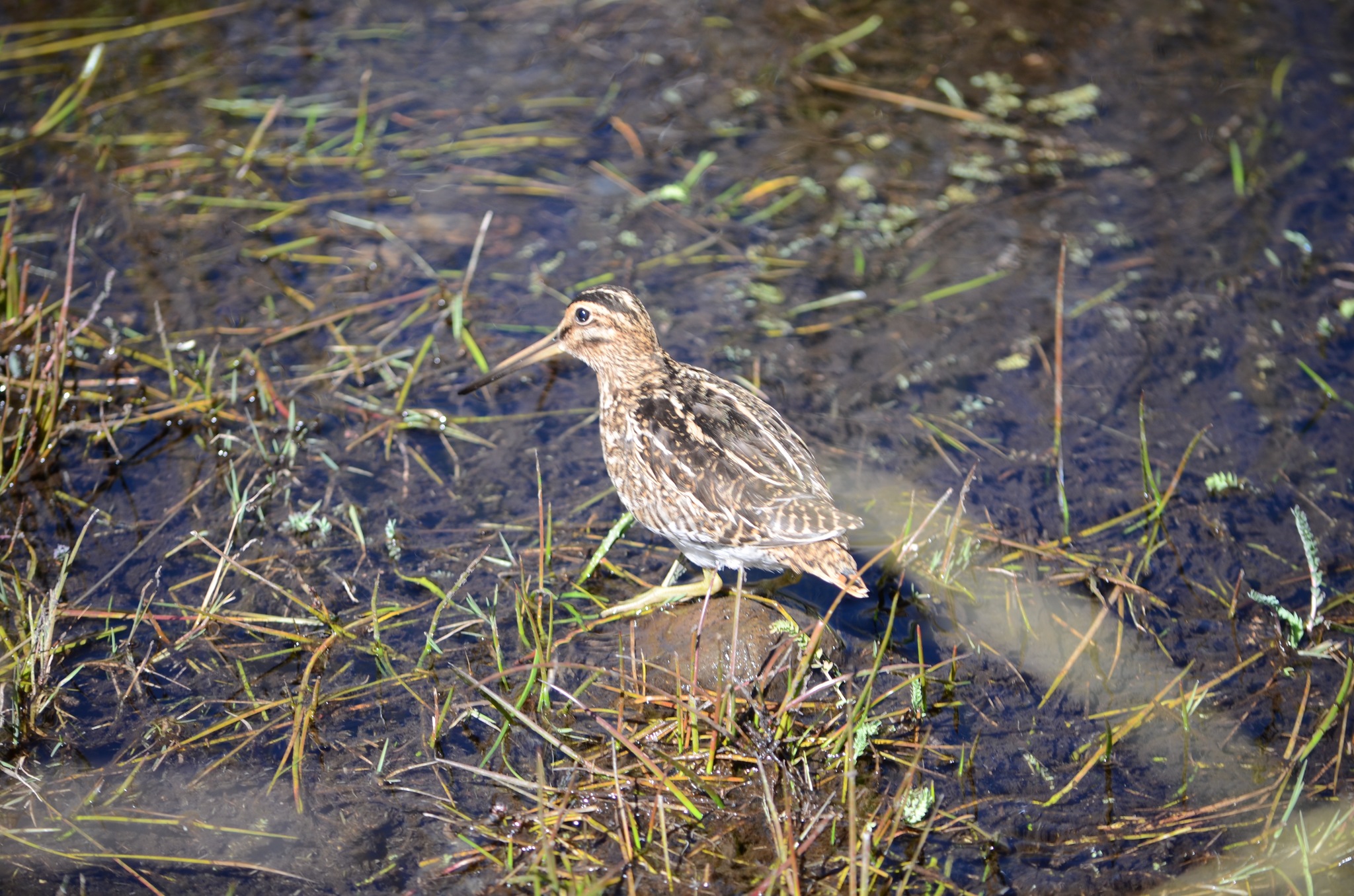 Gallinago andina Taczanowski, 1875