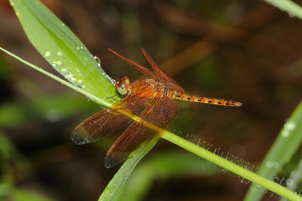 Common Parasol from 30 Venus Dr, Singapore 573858 on February 12, 2023 ...