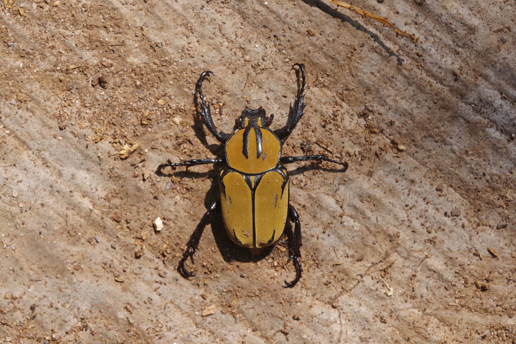 Dicronocephalus bowringi from 中国湖北省武汉市江夏区 on April 19, 2023 at 02:12 PM ...