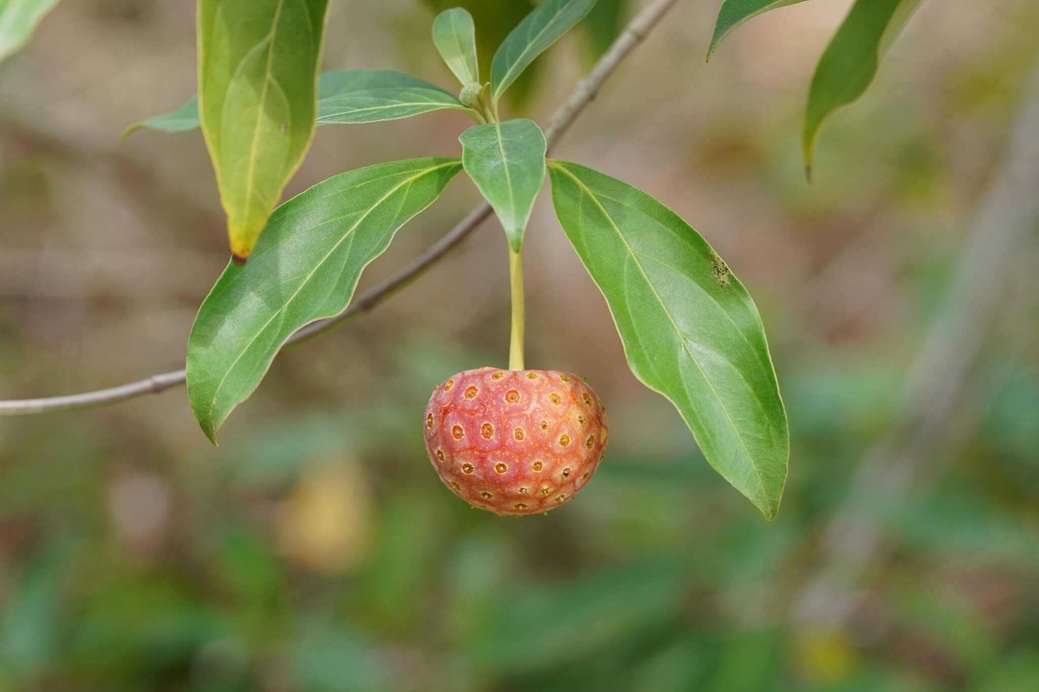 Cornus capitata Wall.