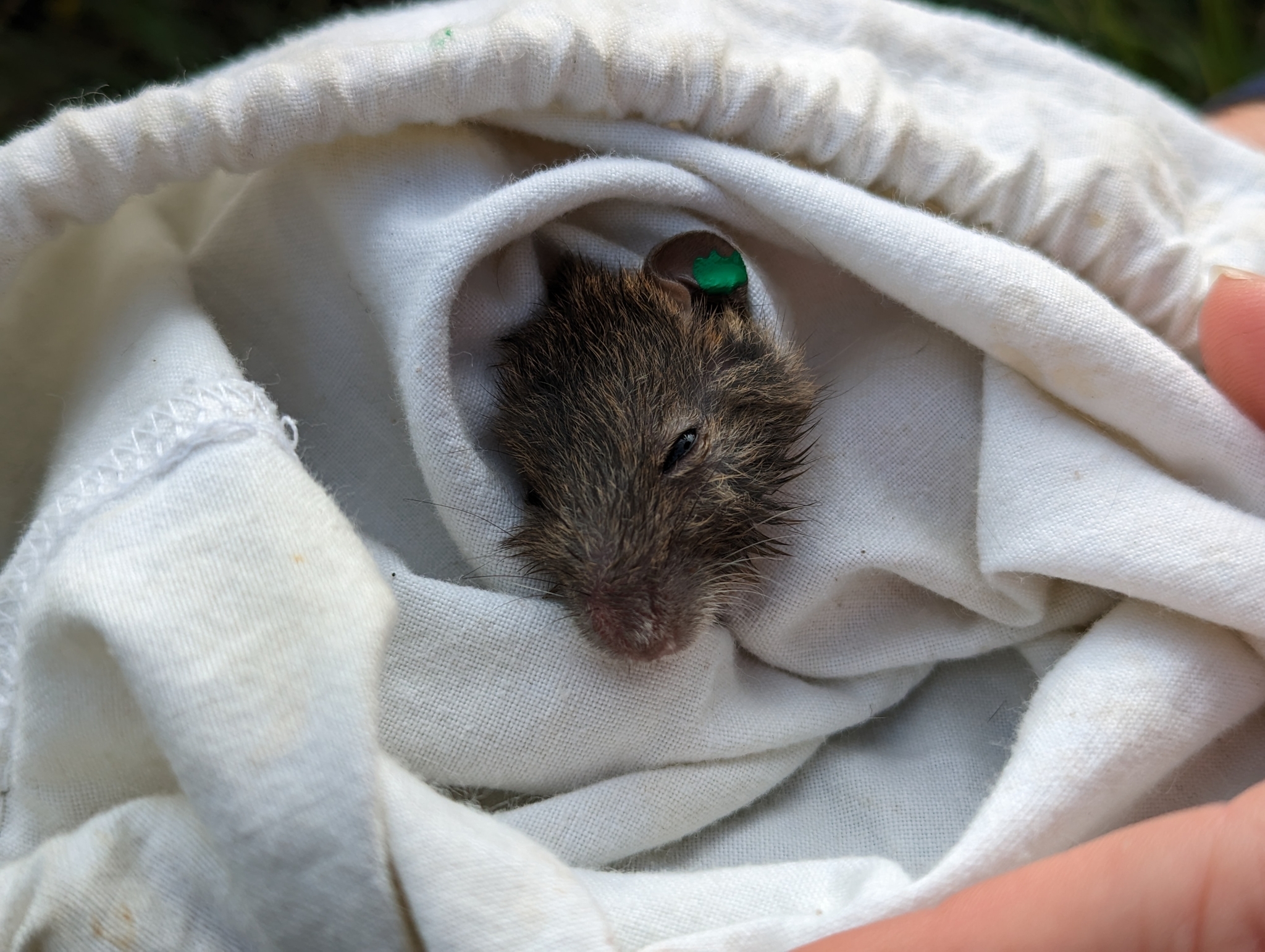 Rattus tunneyi (Thomas, 1904)