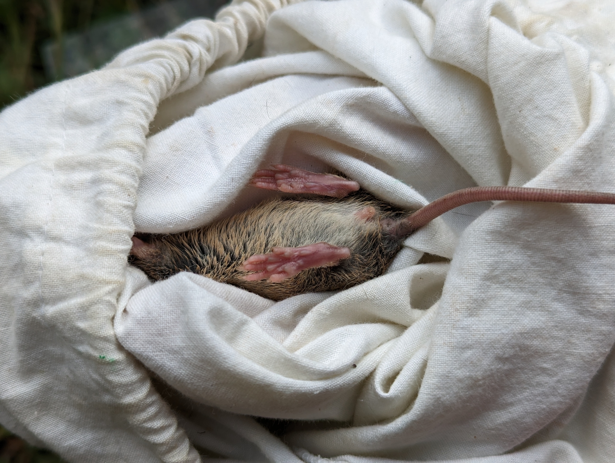 Rattus tunneyi (Thomas, 1904)