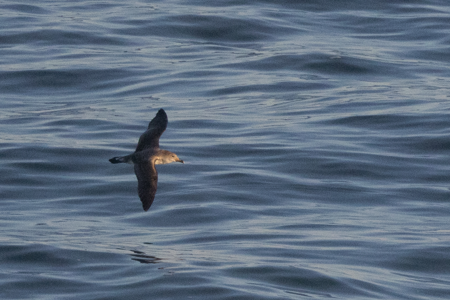 Calonectris diomedea (Scopoli, 1769)