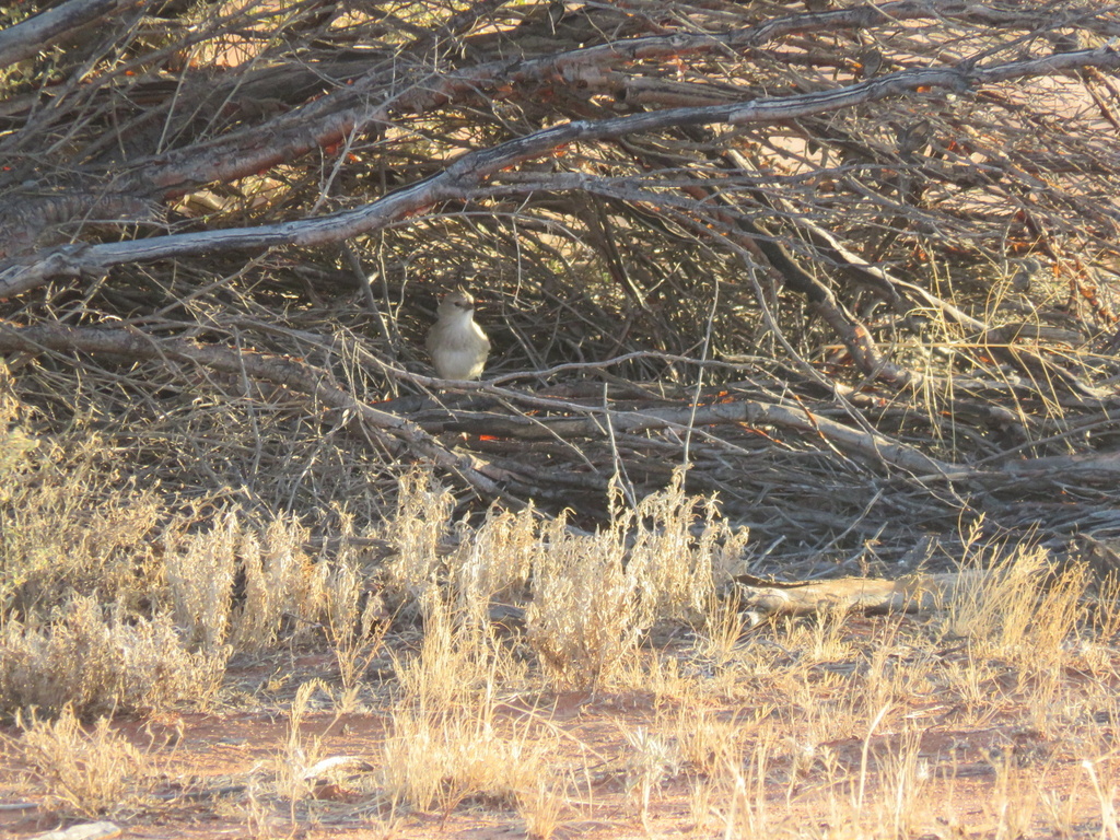 Chirruping Wedgebill in April 2023 by Josh Magro · iNaturalist