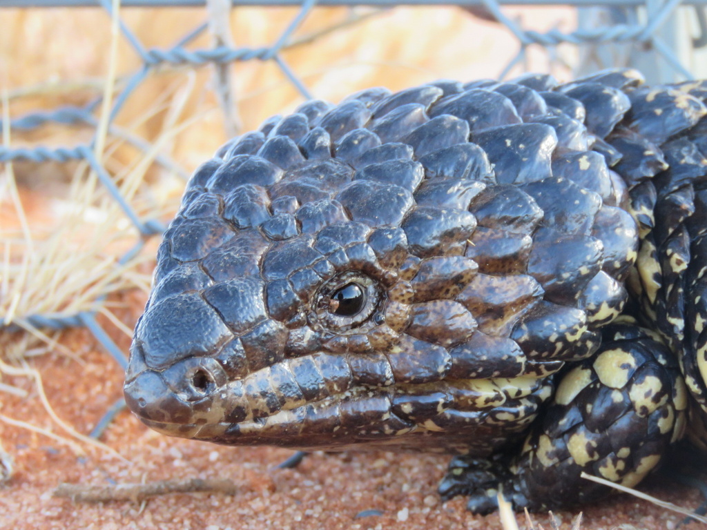 Shingleback Lizard in April 2023 by Josh Magro · iNaturalist