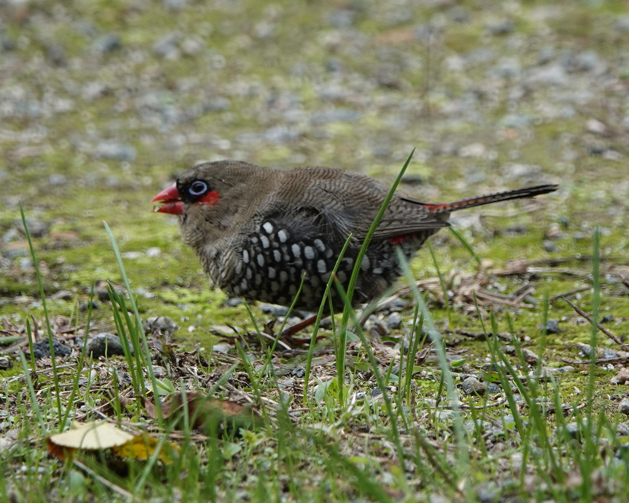 Stagonopleura oculata (Quoy & Gaimard, 1830)