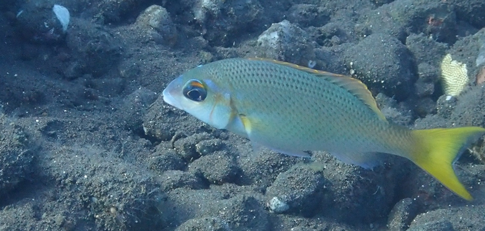 Scolopsis affinis Peters, 1877