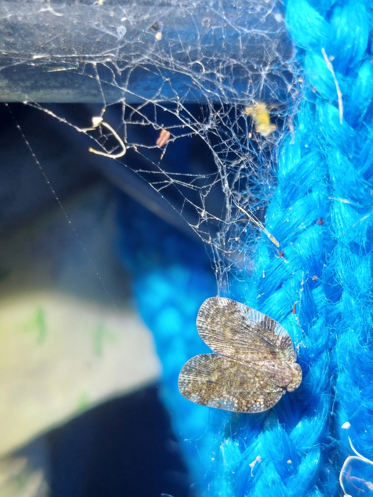 Pitambara from 4520 on April 19, 2023 at 09:25 PM by Oscar · iNaturalist