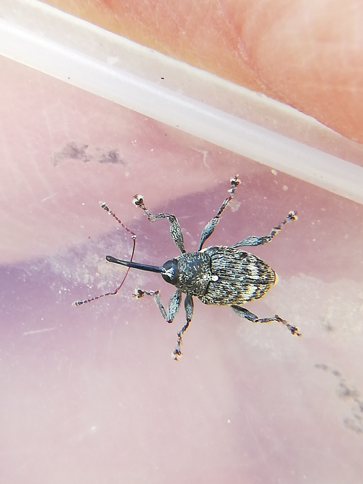 Curculio villosus J.C.Fabricius, 1781