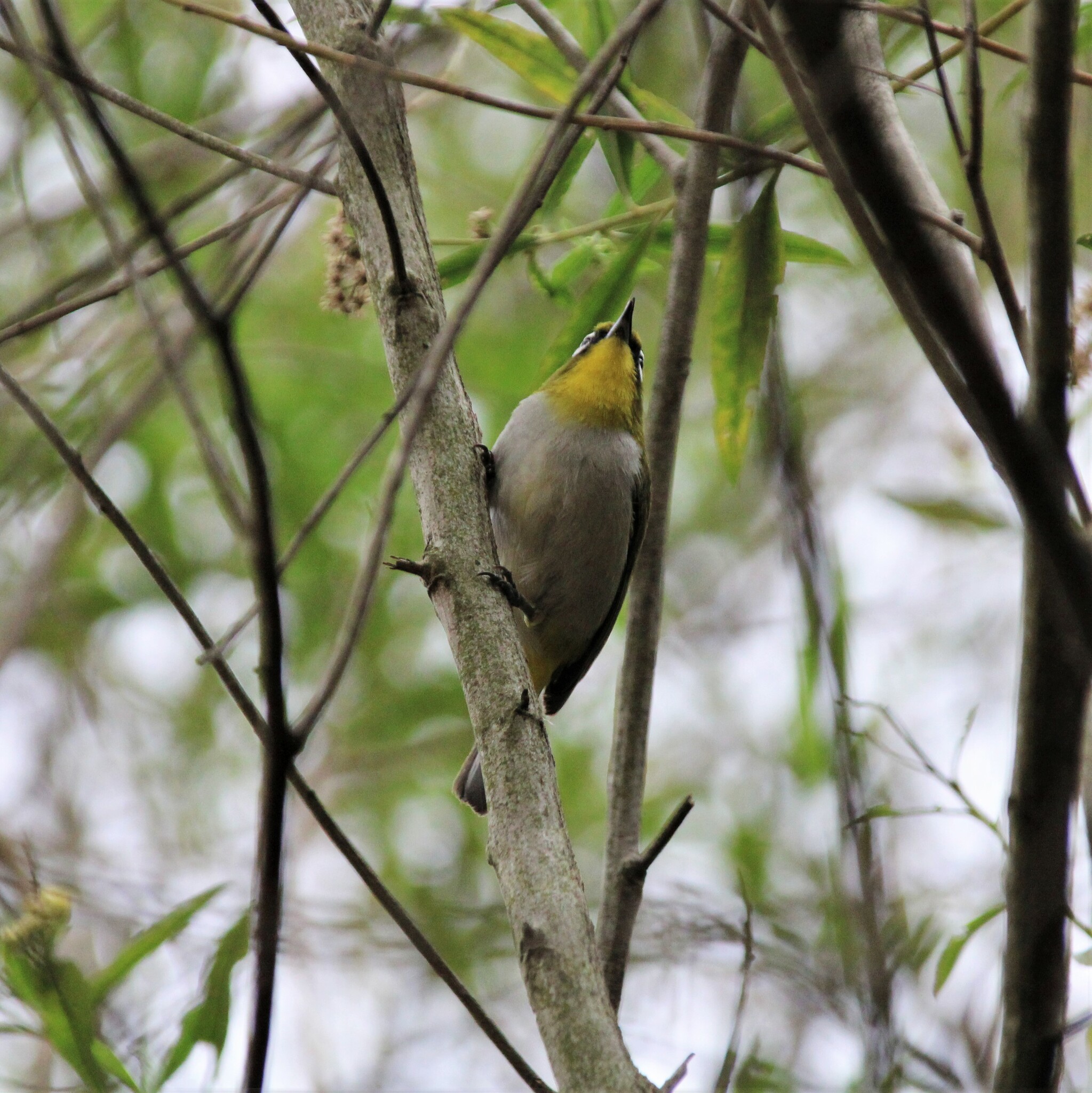 Zosterops maderaspatanus (Linnaeus, 1766)