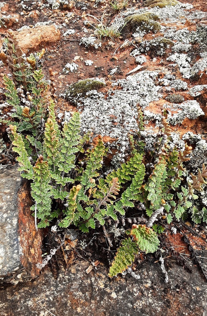 Woolly Cloak-fern from Fraser Range WA 6443, Australia on March 27 ...