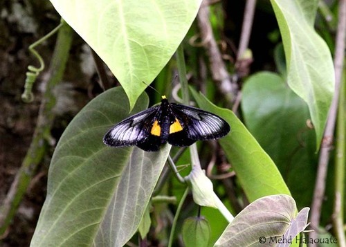 Miyana meyeri · iNaturalist Ecuador