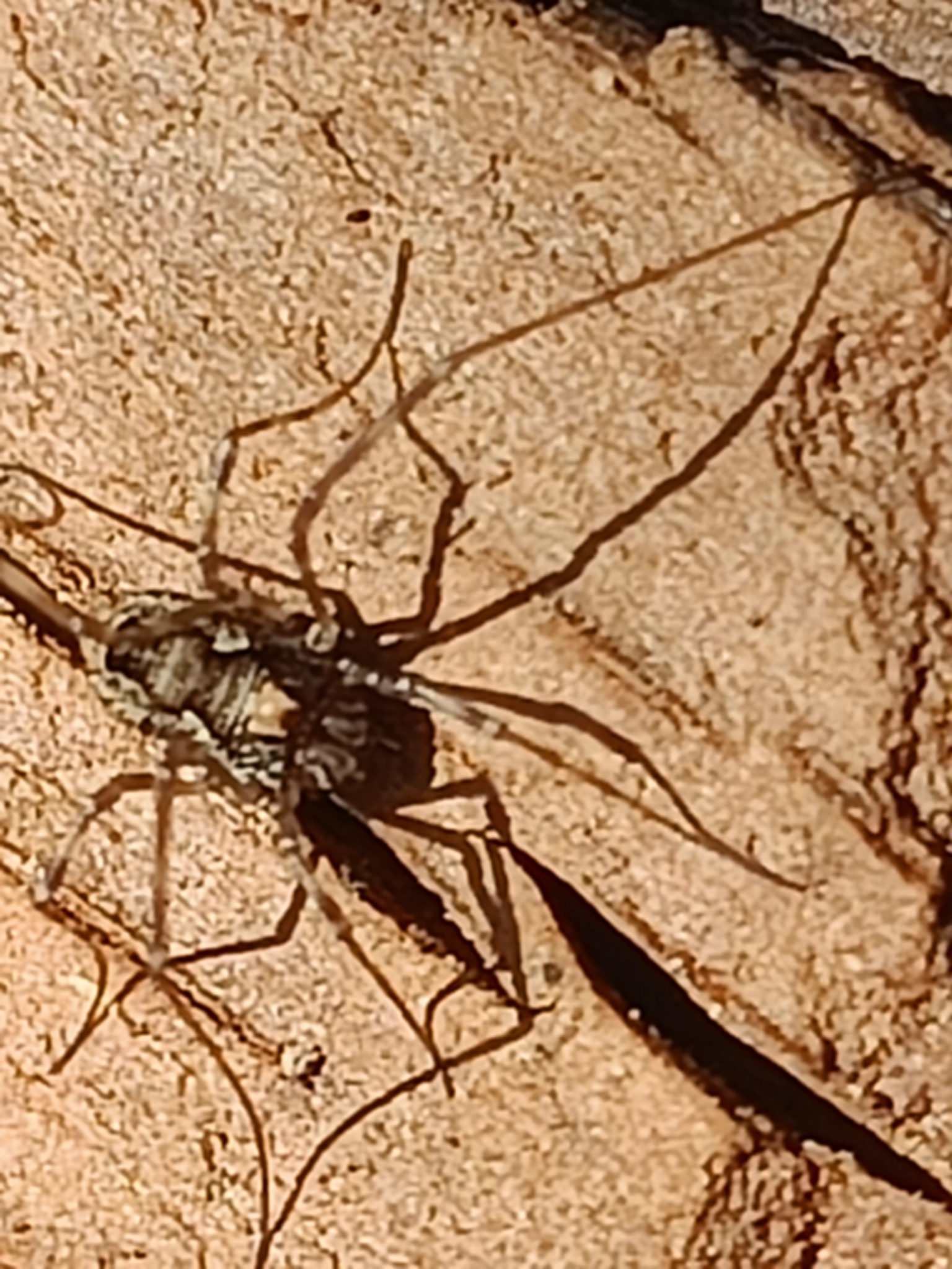 Platybunus Koch, 1839