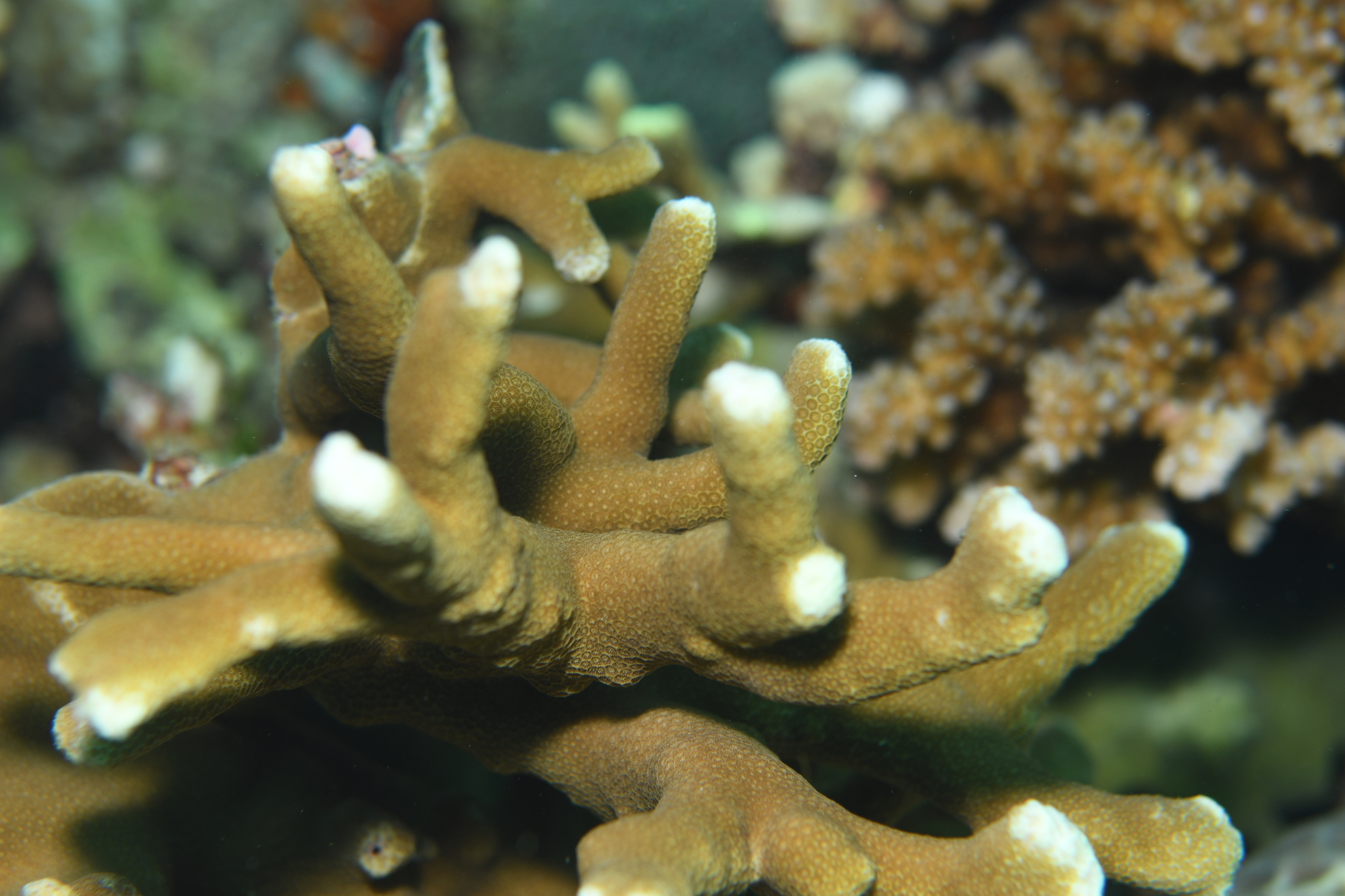 Porites cylindrica Dana, 1846