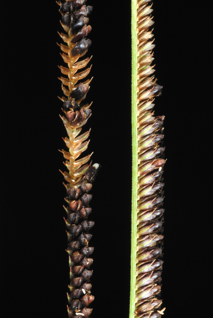 Pinewoods Fingergrass from Polk County, FL, USA on April 16, 2013 at 11 ...