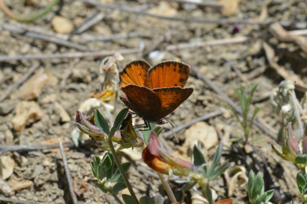 Cigaritis siphax from Djaafra, Algérie on May 14, 2022 at 12:55 PM by ...