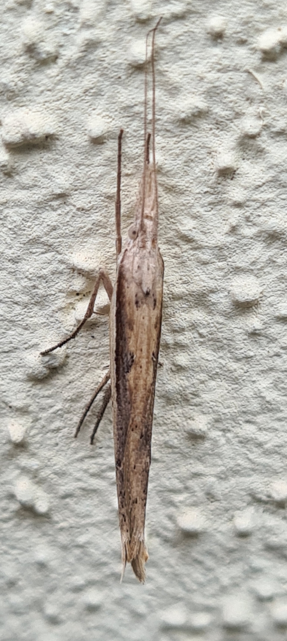 Ypsolopha mucronella (Scopoli, 1763)