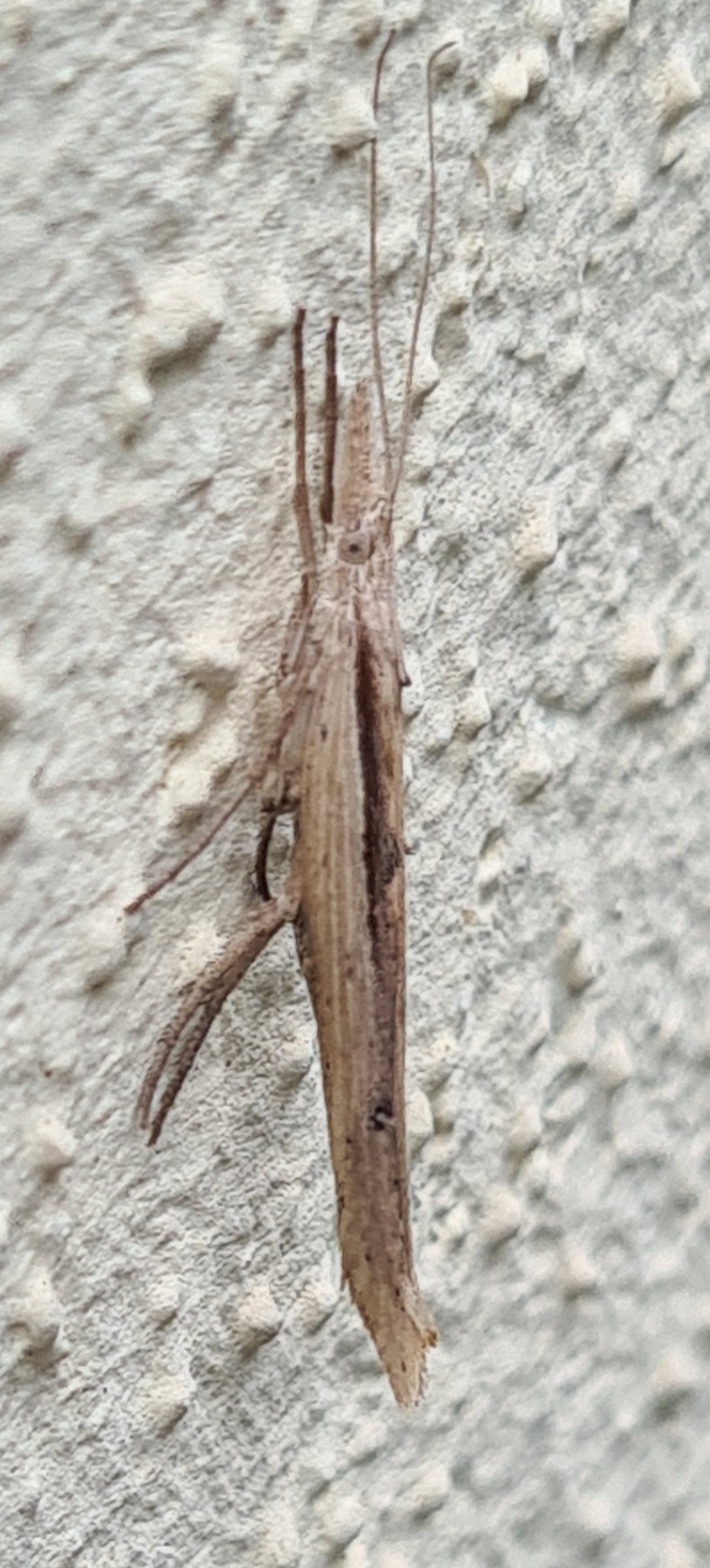 Ypsolopha mucronella (Scopoli, 1763)